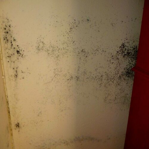 Cómo Eliminar El Moho Y La Humedad En Casa: 10 Trucos Básicos
