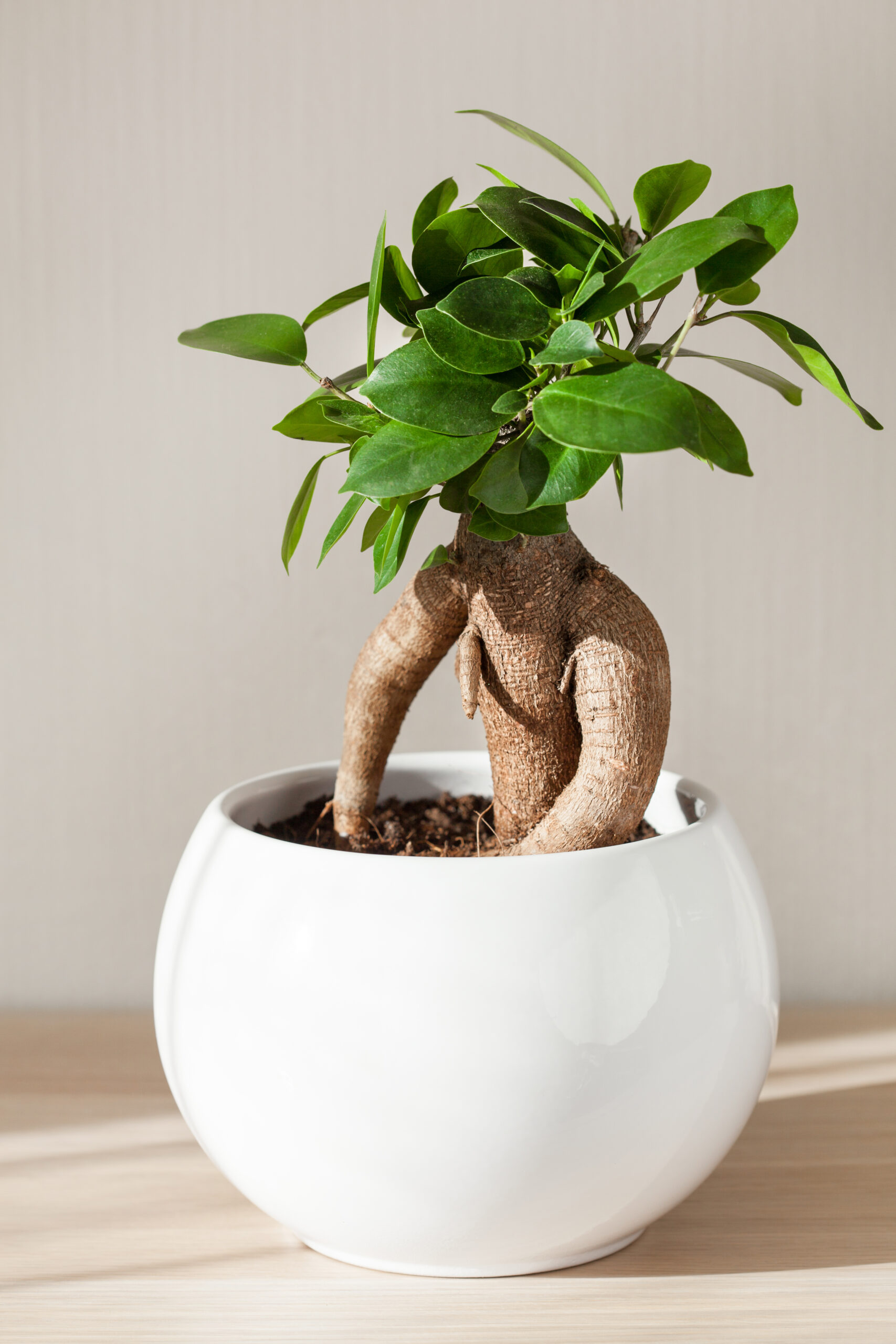 Ficus Microcarpa